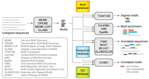 Overview – MEME Suite | NBCR - National Biomedical Computation Resource